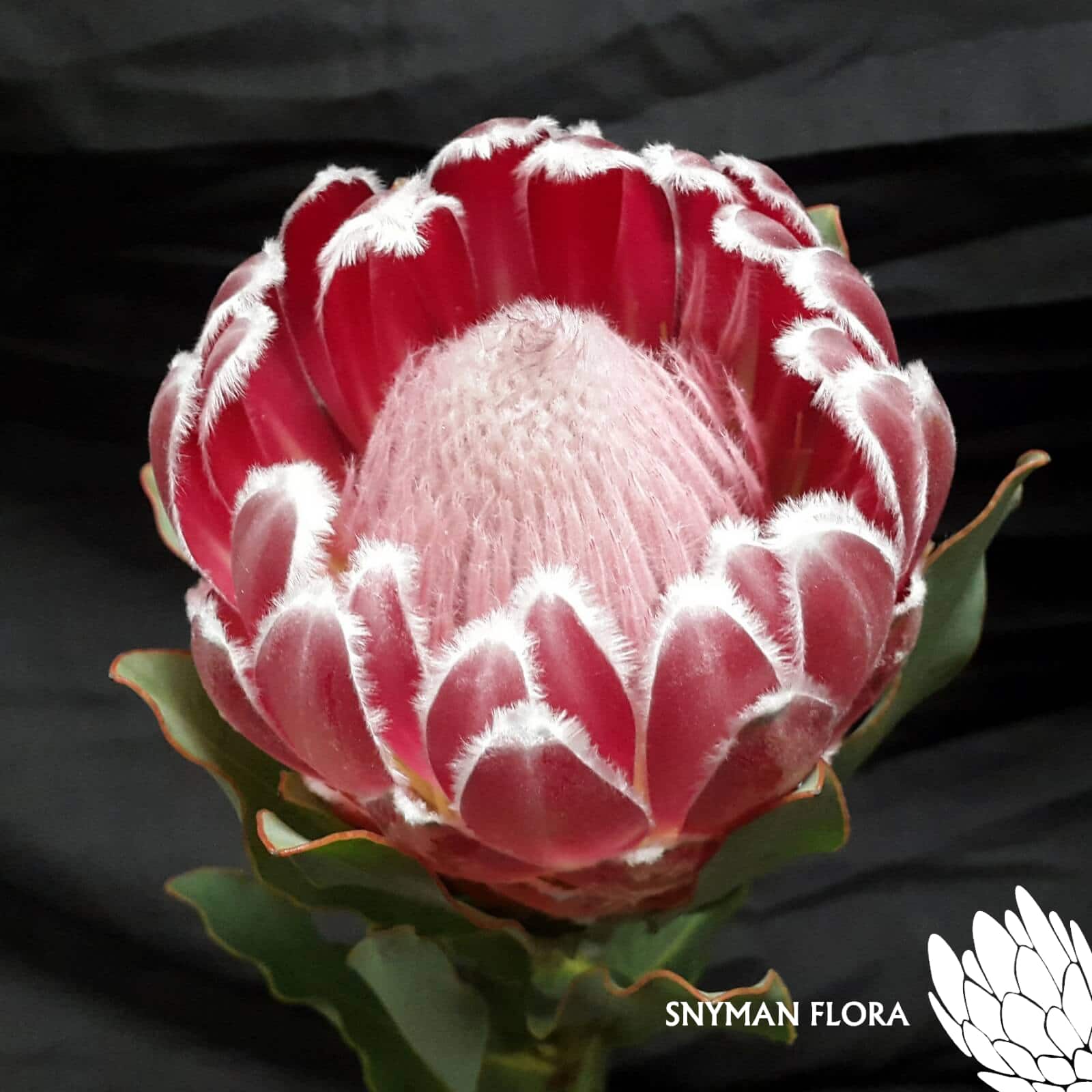 Protea Lady Di | South African Fresh Flower Exporters
