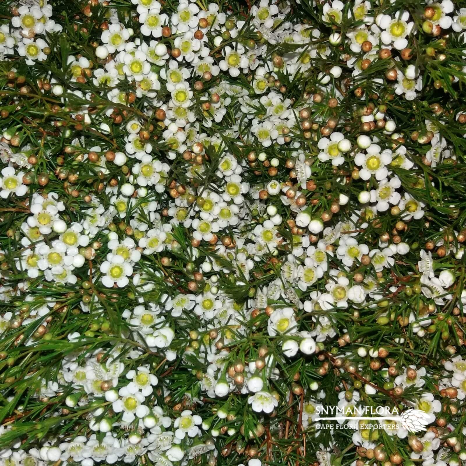 Geraldton Wax Artic Ice Fynbos | Exporters South Africa