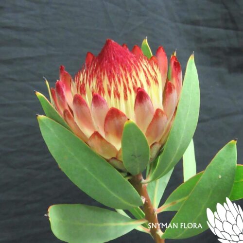 Protea Sharon | South African Fresh Flower Exporters