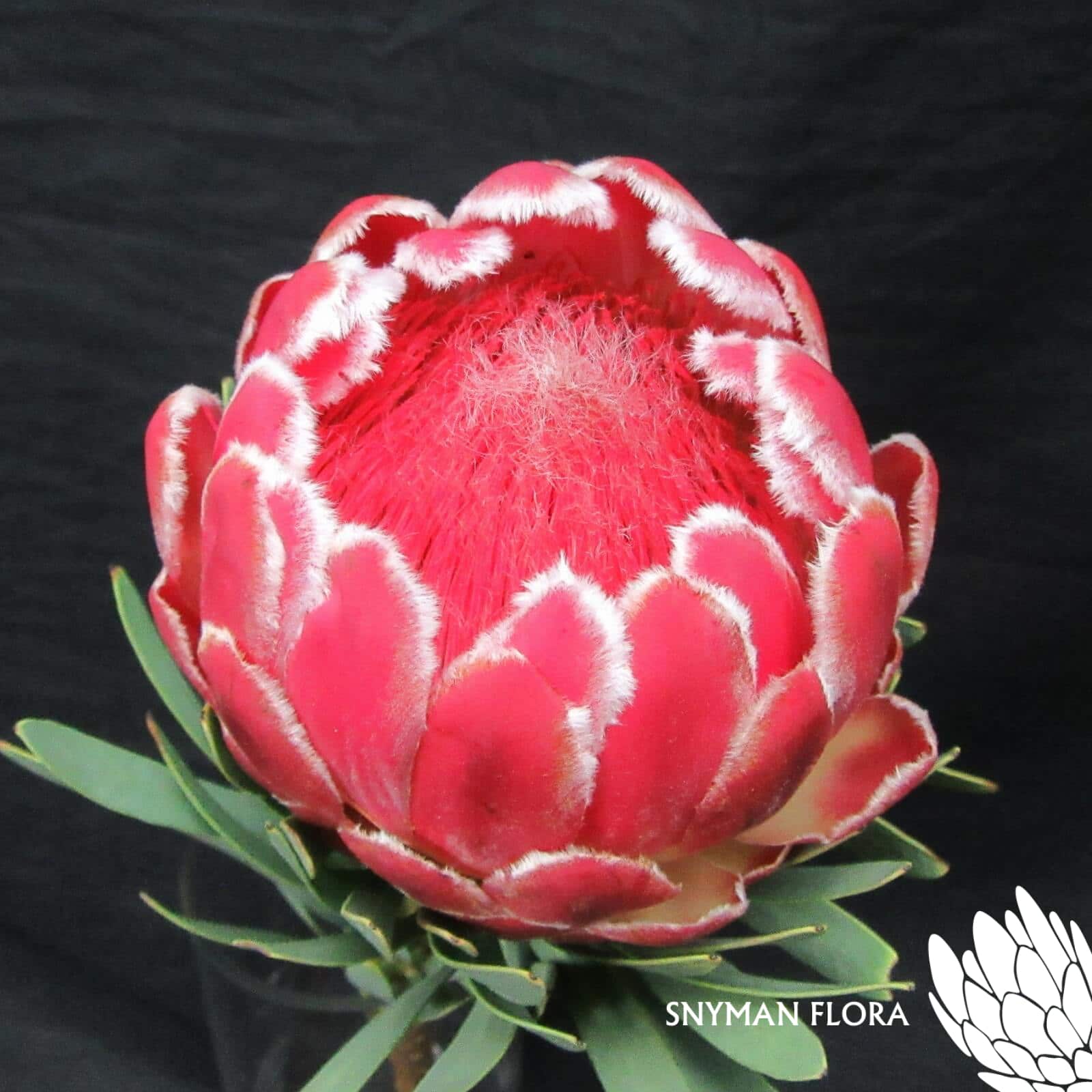 Protea Venus | South African Fresh Flower Exporters